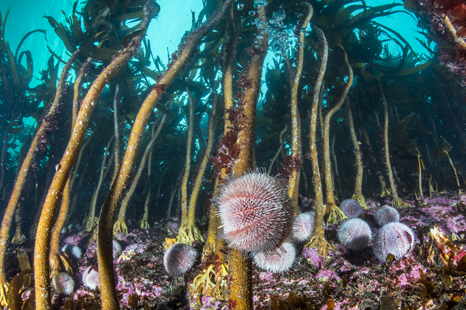 Explore the Sea Around Orkney’s North Isles in a New Virtual Dive ...